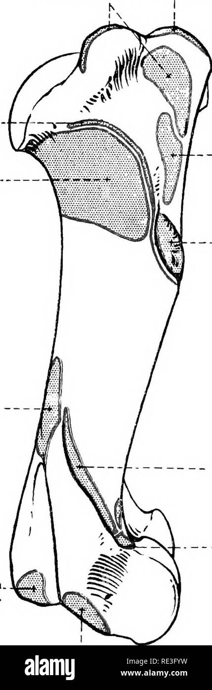 Anconeus Epitrochlearis Origin