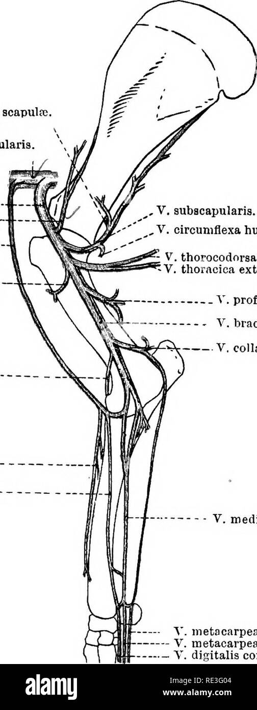 Circumflex nerve Black and White Stock Photos & Images - Alamy