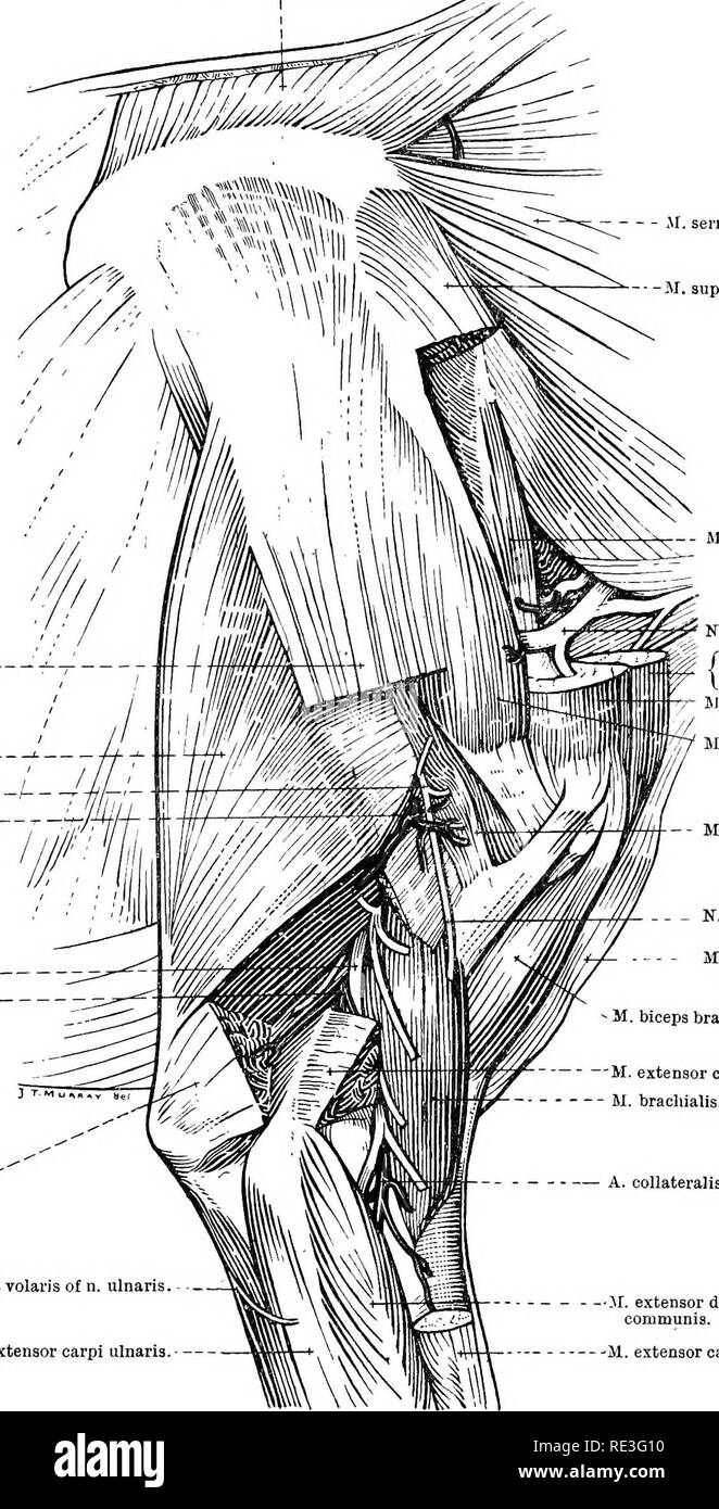 . The topographical anatomy of the limbs of the horse. Horses ...