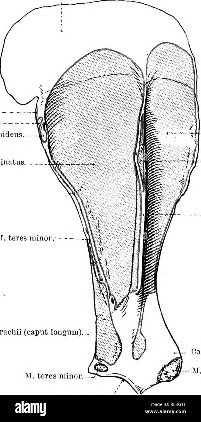. The topographical anatomy of the limbs of the horse. Horses ...