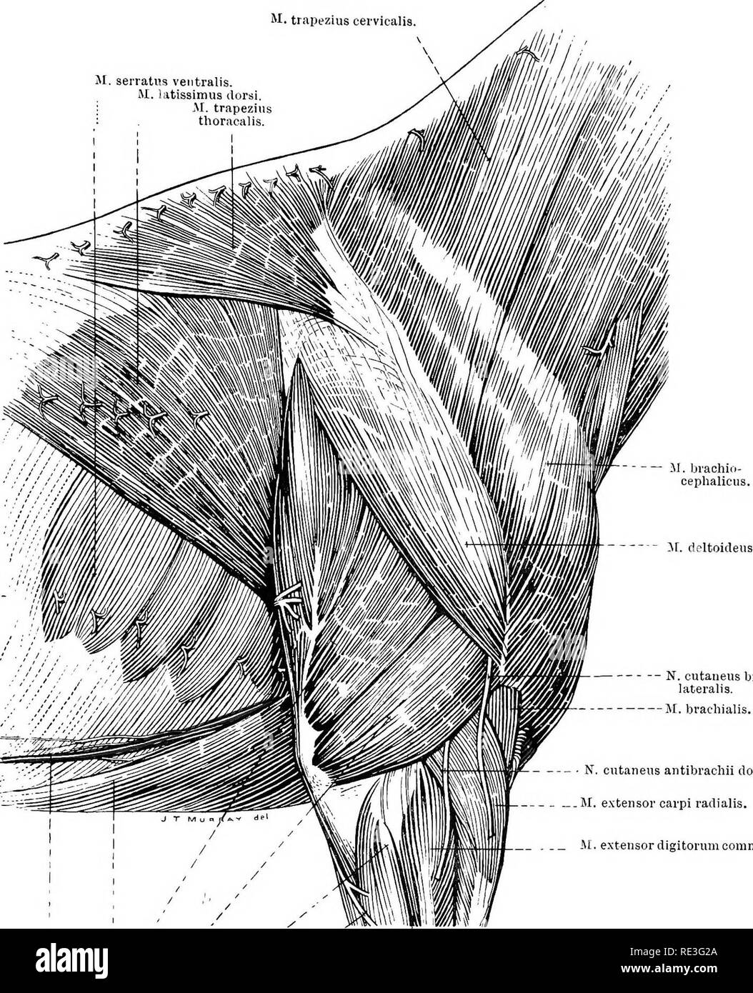 Latissimus dorsi horse Black and White Stock Photos & Images - Alamy