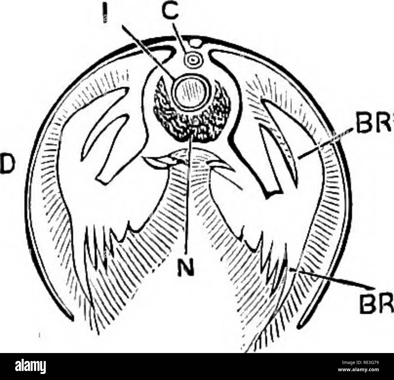 . The physiology of domestic animals ... Physiology, Comparative ...