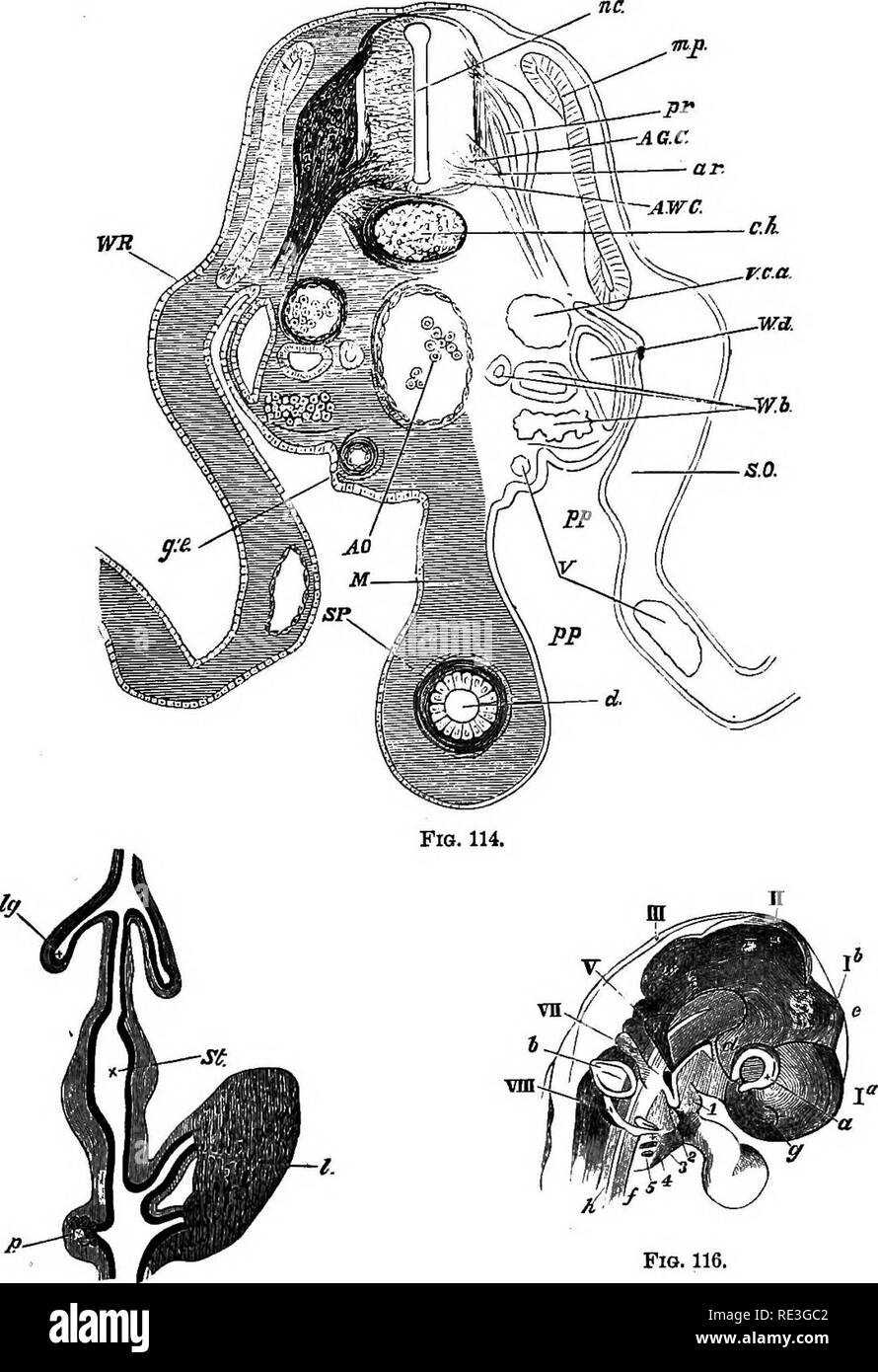 . A text-book of animal physiology, with introductory chapters on ...