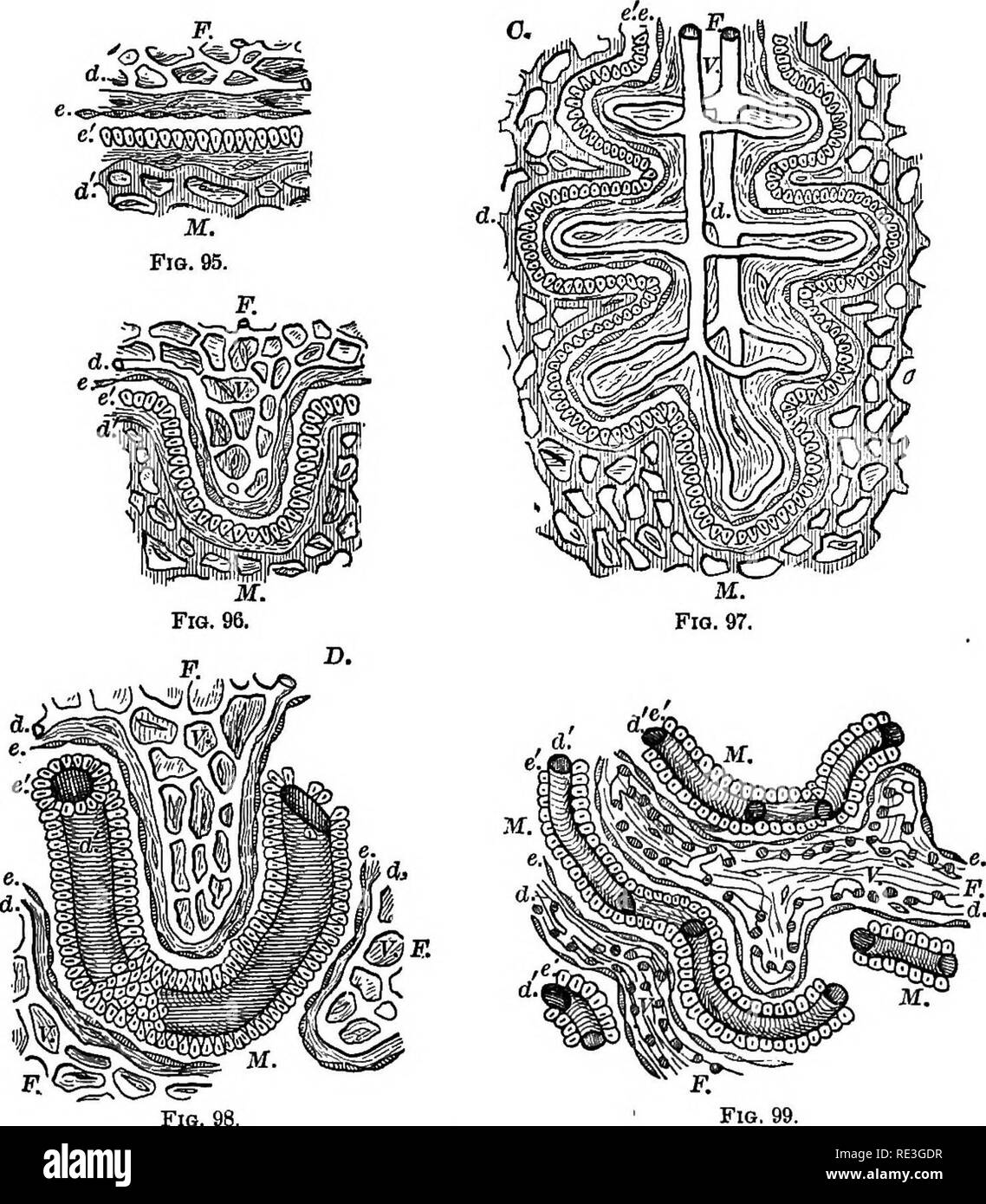 Maternal placenta Black and White Stock Photos & Images - Alamy