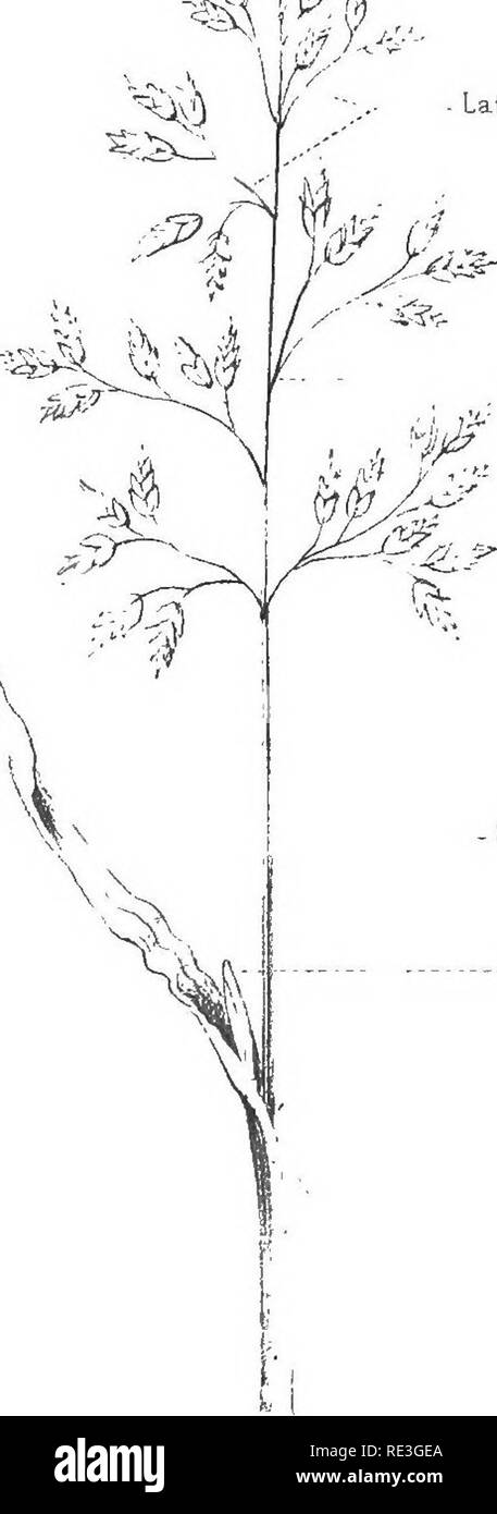 Rib grasses hi-res stock photography and images - Alamy