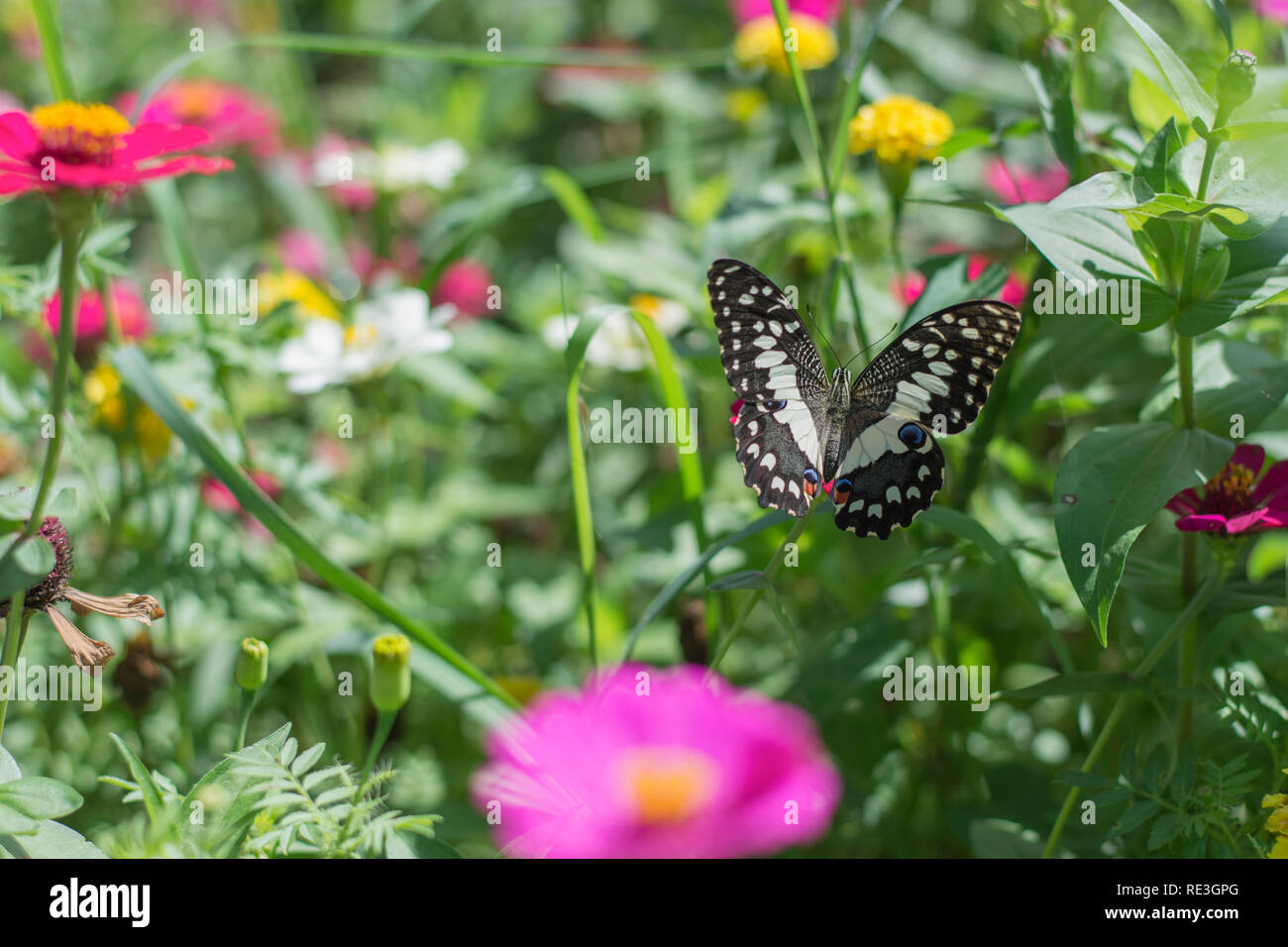 Beautiful butterfly in the flower garden Stock Photo - Alamy