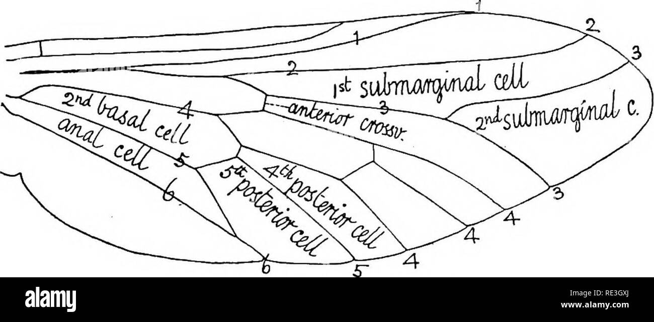 . Entomology for medical officers. Insect pests; Insects as carriers of ...