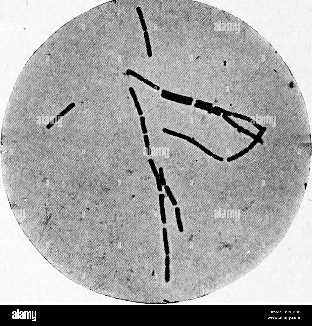 Bacillus subtilis species Black and White Stock Photos & Images - Alamy
