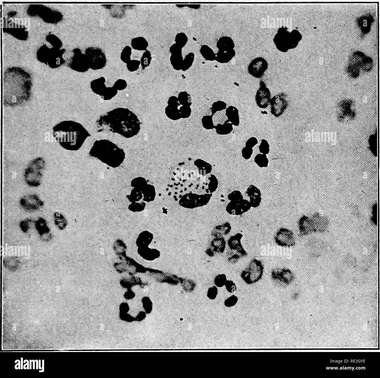 Polynuclear cells Black and White Stock Photos & Images - Alamy