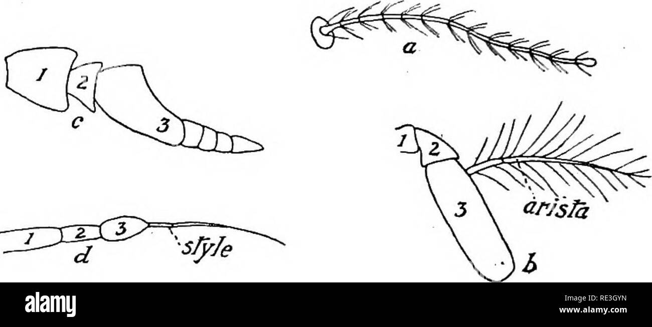 Occipital triangle hi-res stock photography and images - Alamy