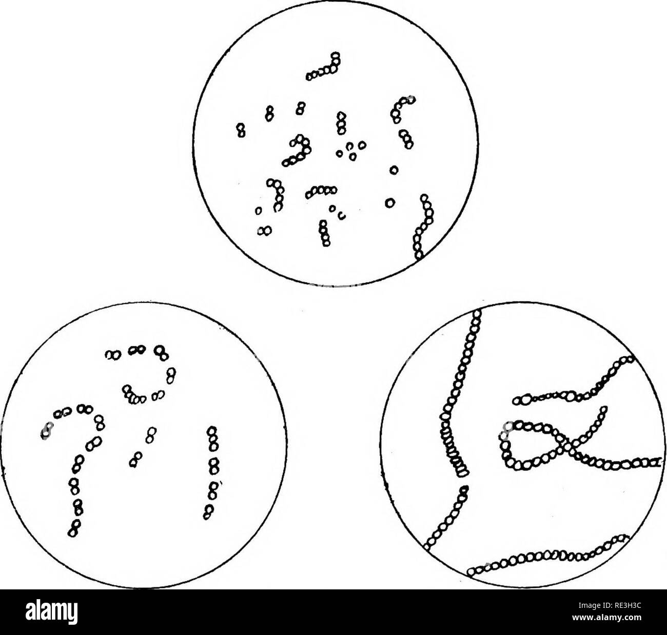 Staphylococcus aureus type Black and White Stock Photos & Images - Alamy