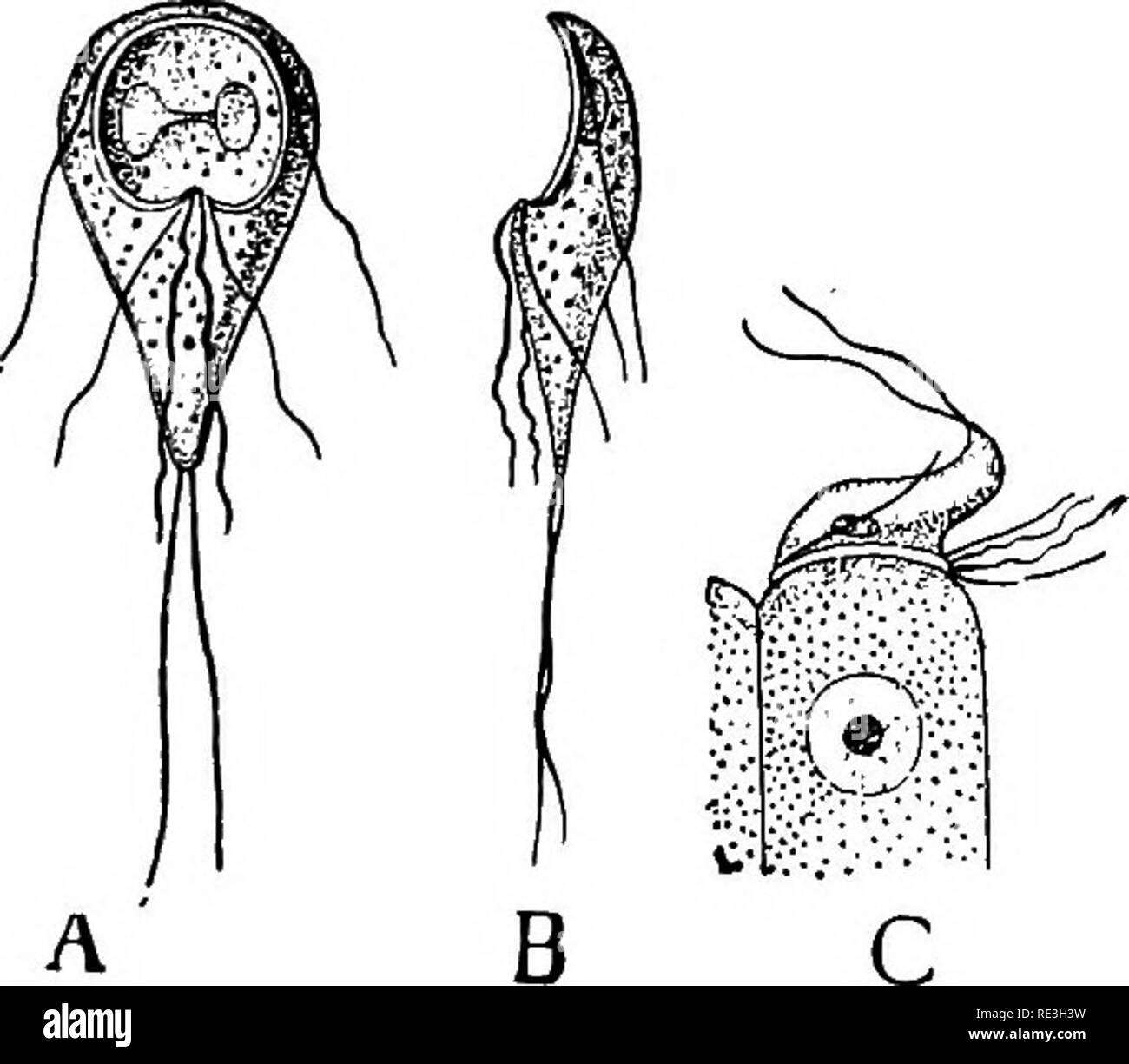 Trichomonas hominis Black and White Stock Photos & Images - Alamy