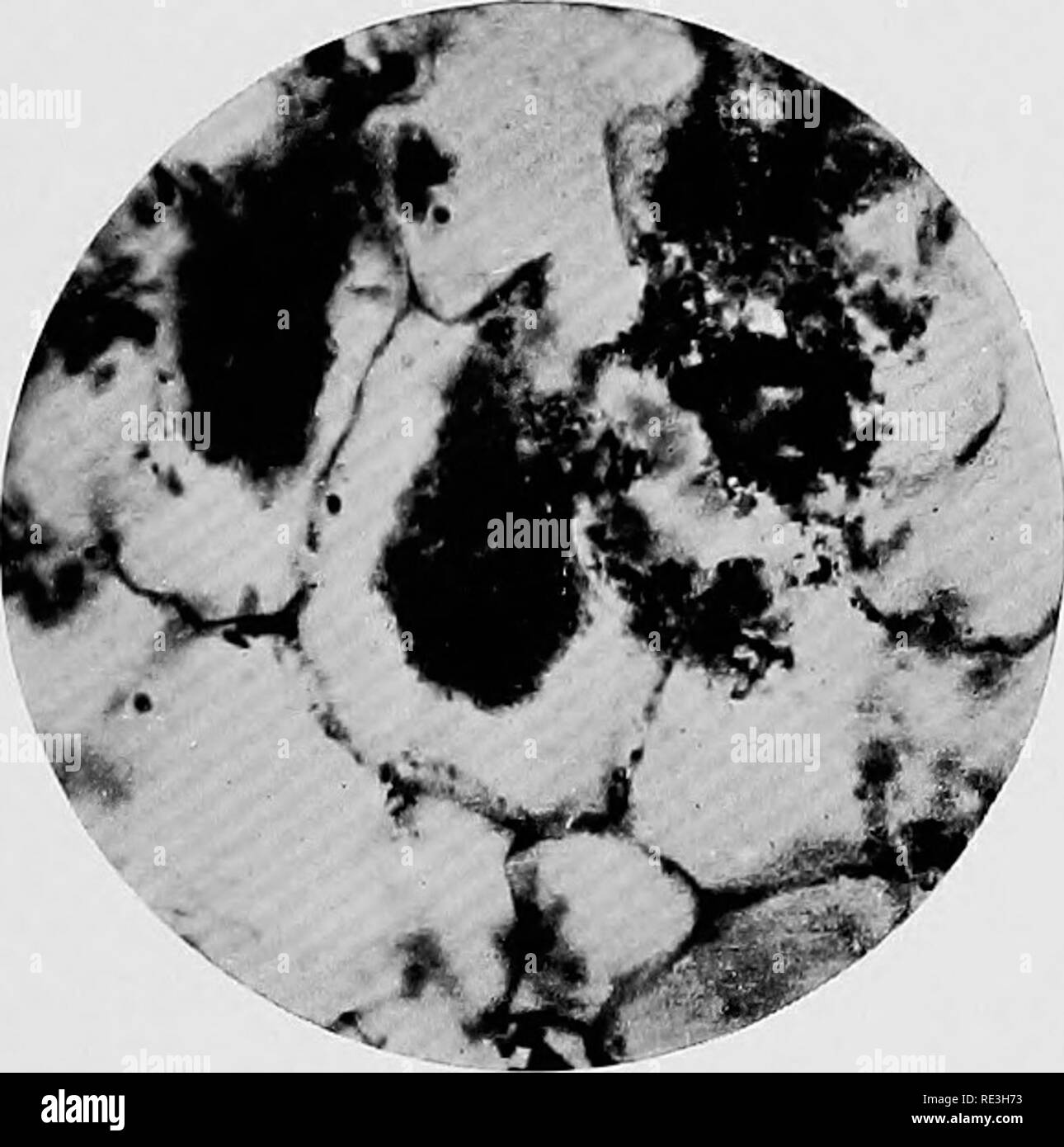 Root nodule bacteria Black and White Stock Photos & Images - Alamy