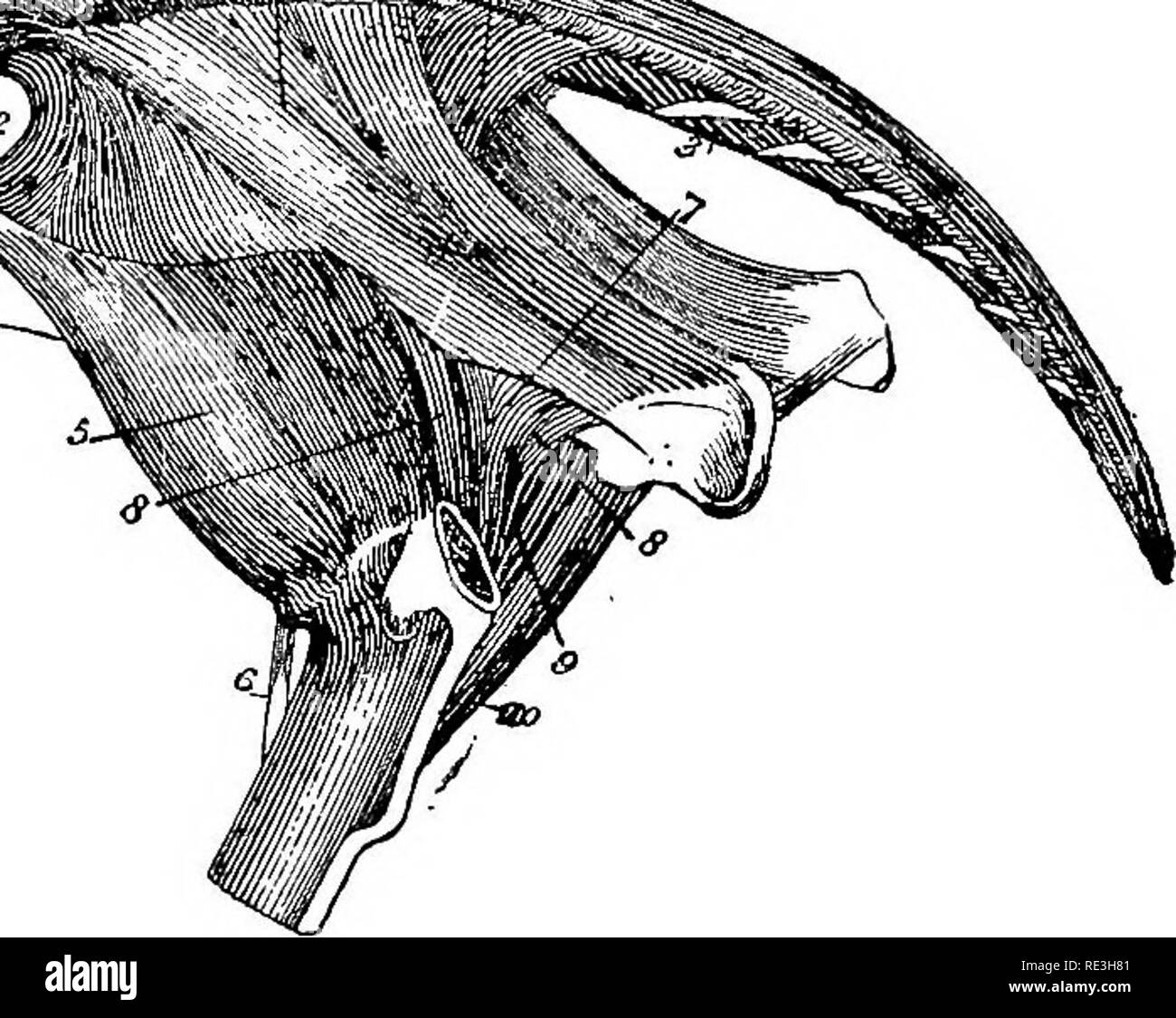 . The anatomy of the horse, a dissection guide. Horses. 374 THE ANATOMY ...