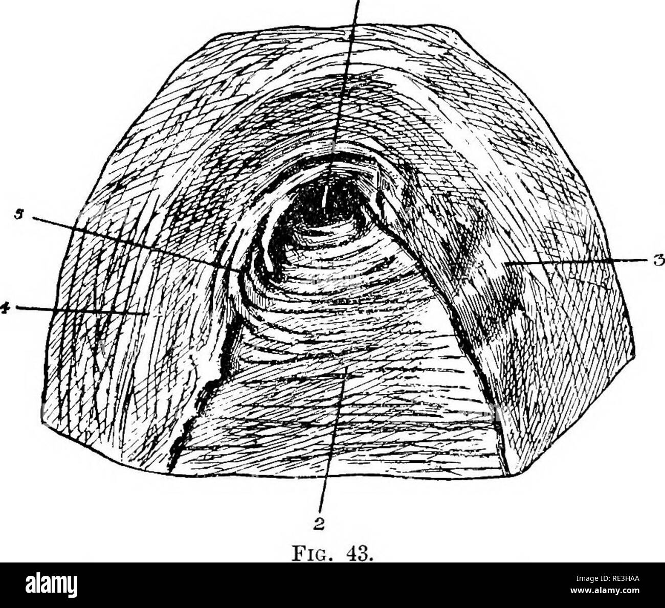 . The anatomy of the horse, a dissection guide. Horses. DISSECTION OF ...