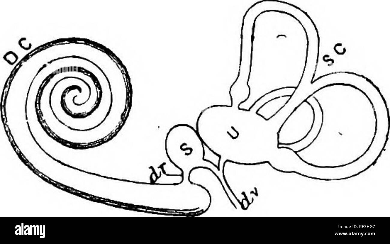 . The anatomy of the horse, a dissection guide. Horses. THE EAR. 277 ...
