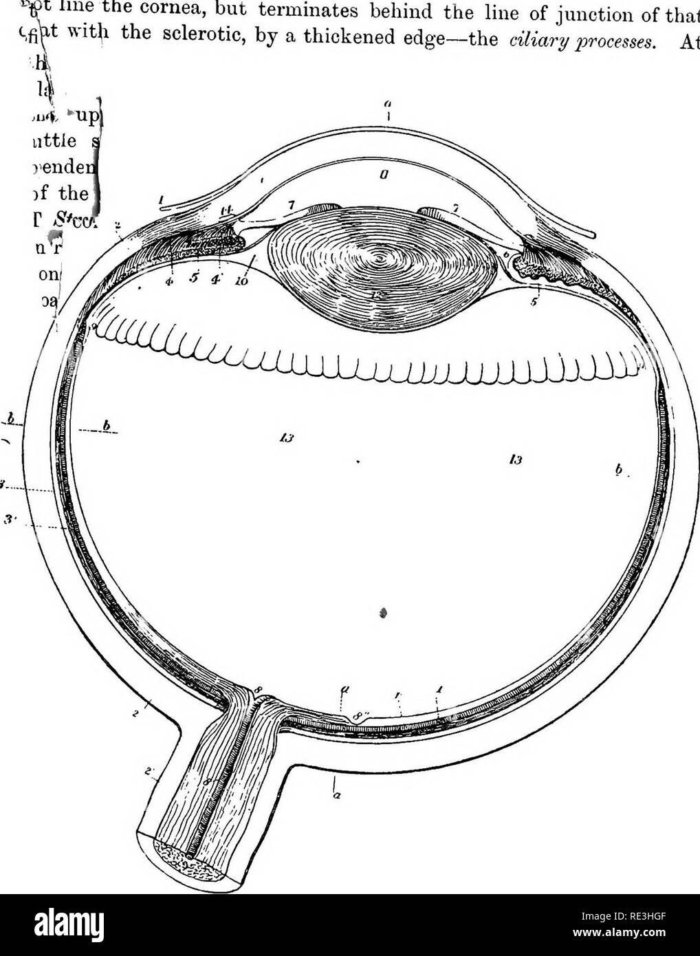 Human Eyeball Cut In Half