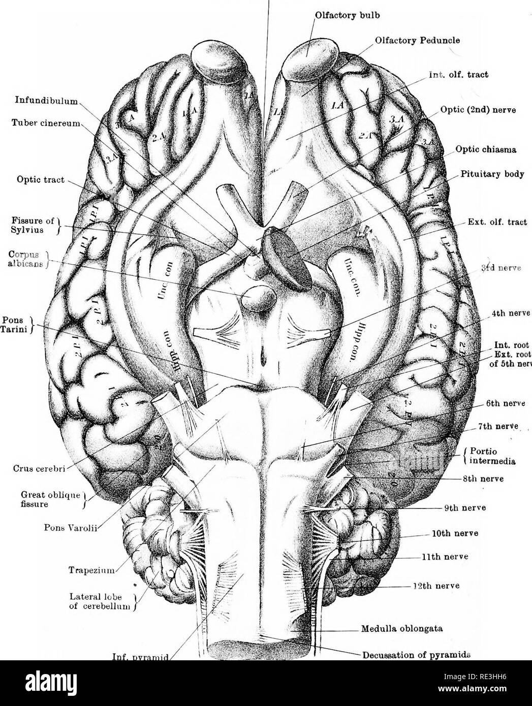 Medulla Oblongata Pyramids