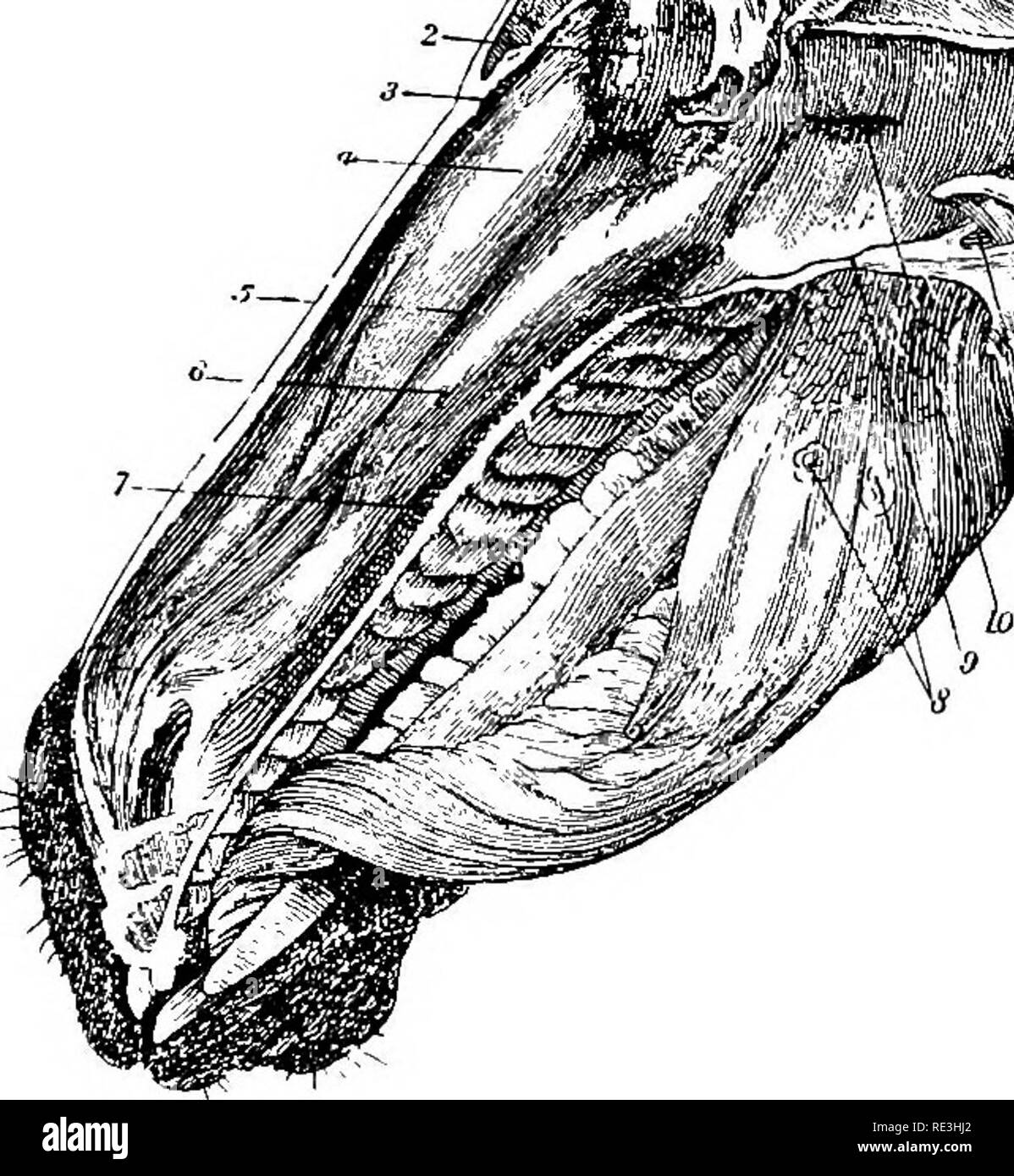 . The anatomy of the horse, a dissection guide. Horses. DISSECTION OF ...
