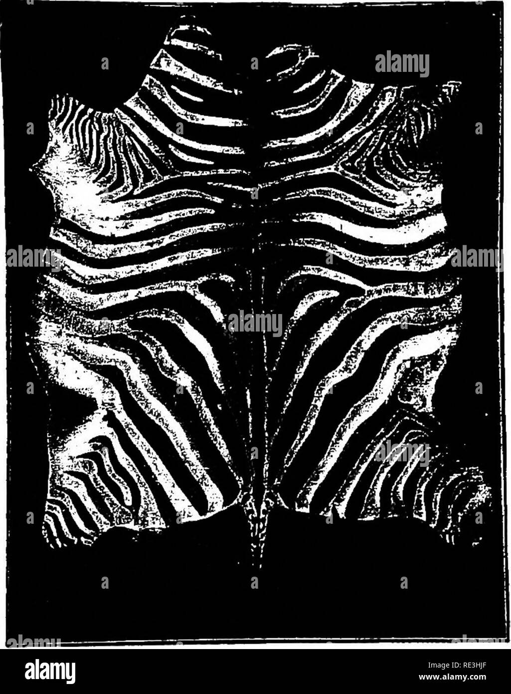 Zebra mule Black and White Stock Photos & Images - Alamy