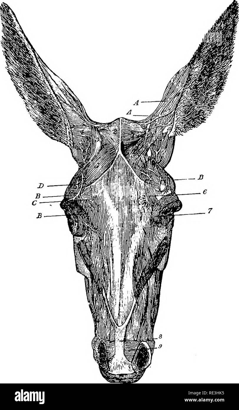 Neck muscles horse anatomy hi-res stock photography and images - Alamy