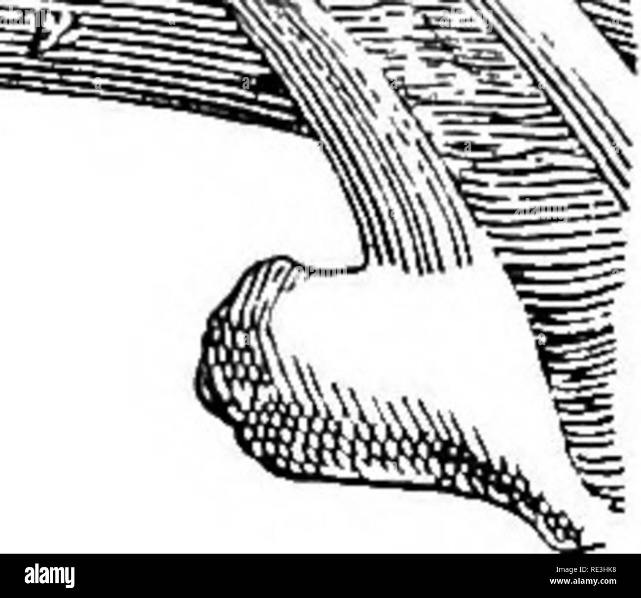 . The anatomy of the horse, a dissection guide. Horses. ^ .. --^^ -^ I ...