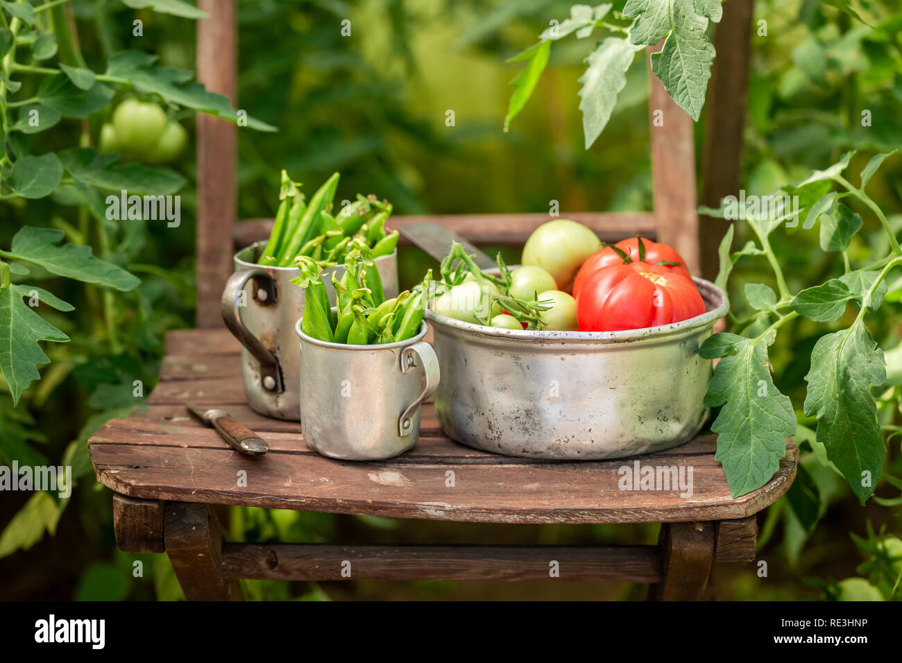 Healthy mix of vegetables in a small greenhouse Stock Photo - Alamy