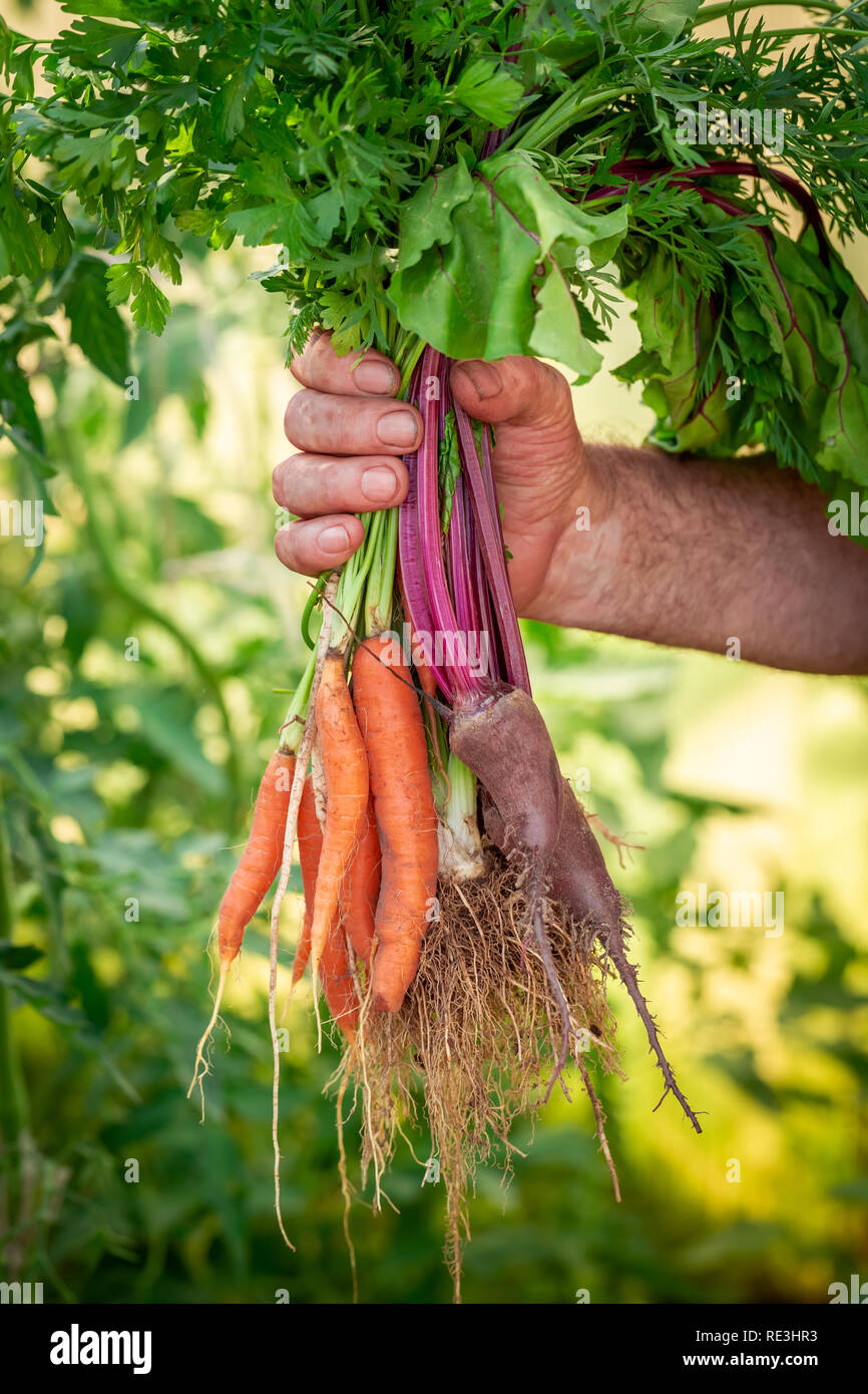 Fresh various of vegetables holding in mens hand Stock Photo - Alamy