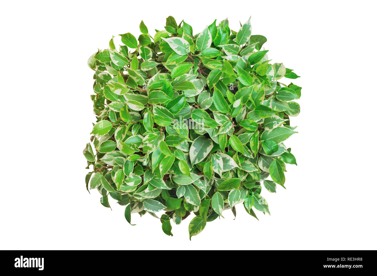 Ficus Benjamina round shape isolated on a white background, top view ...