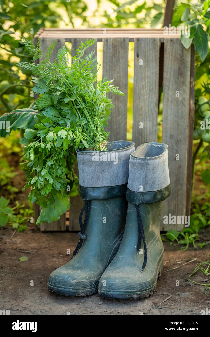 Healthy and green vegetables in an old rubber well Stock Photo - Alamy