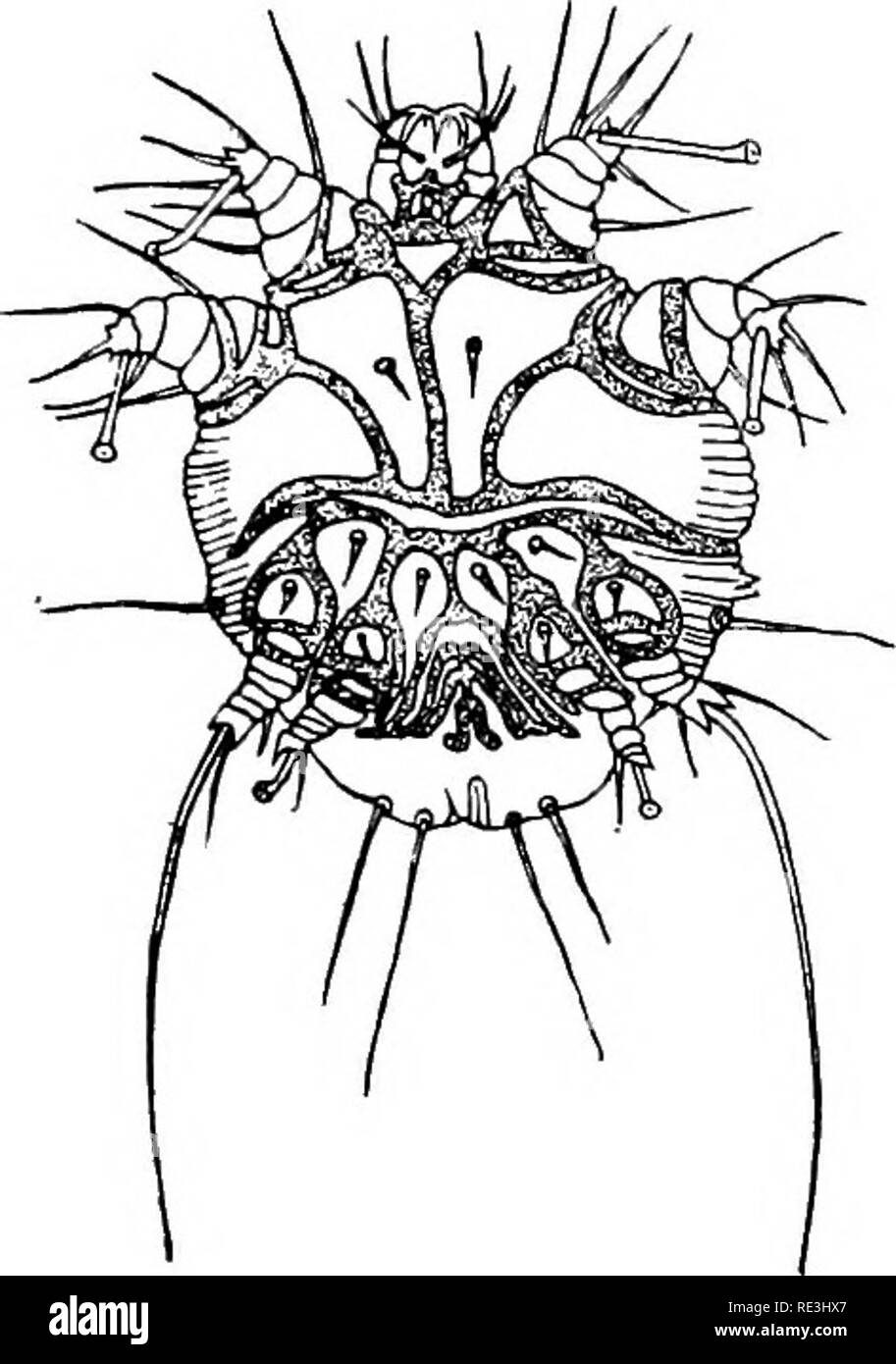 Scabies mites skin hi-res stock photography and images - Alamy
