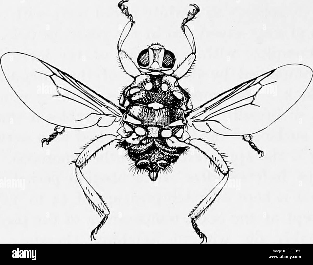 . Flies in relation to disease: bloodsucking flies. Flies; Flies as ...