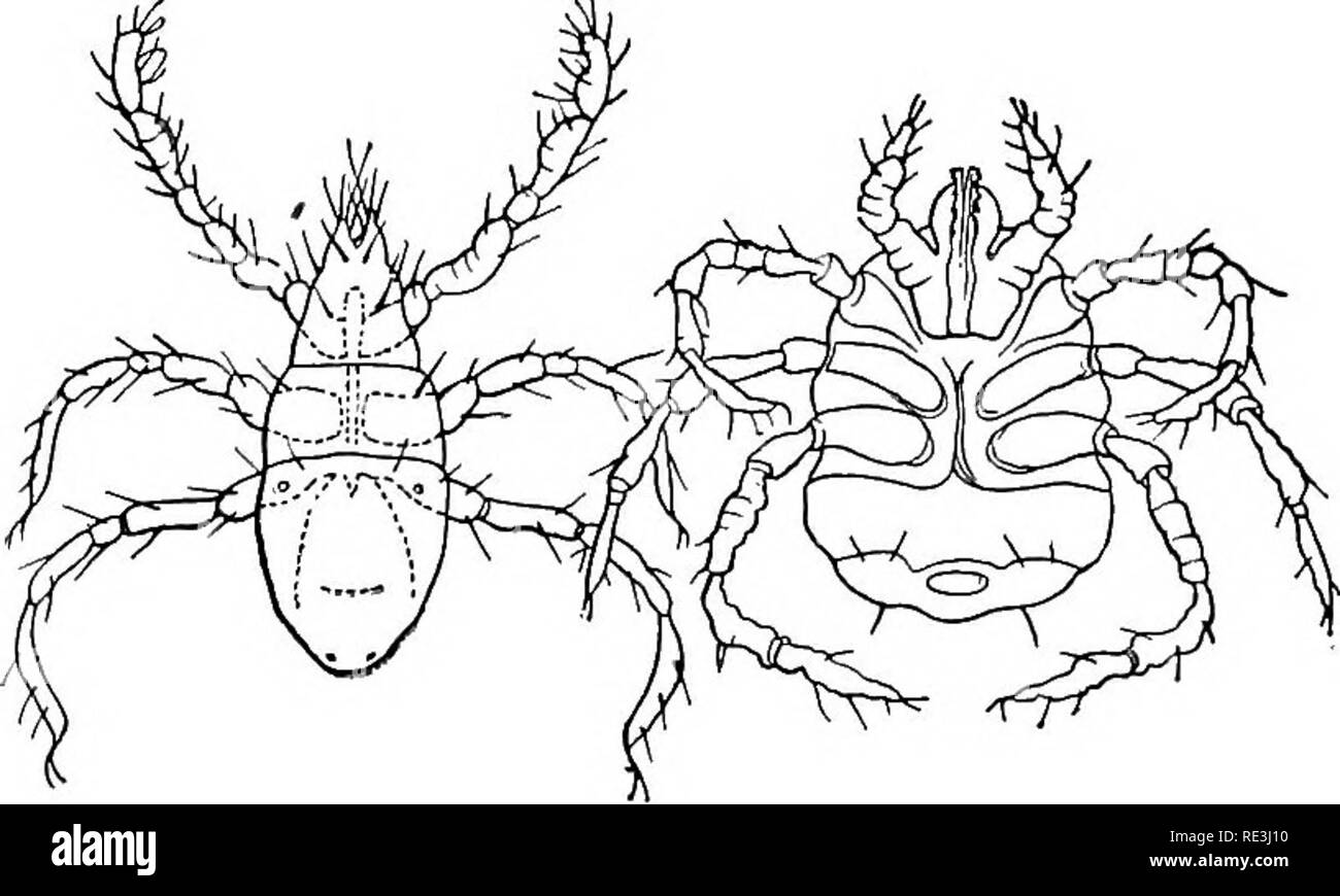 Parasitic red mites Black and White Stock Photos & Images - Alamy