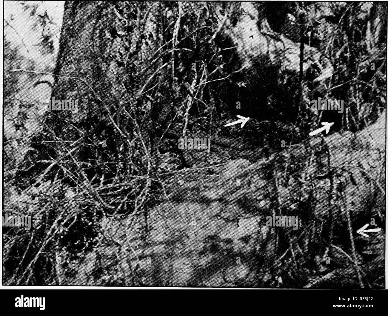 Dry baobab trees on Black and White Stock Photos & Images - Alamy