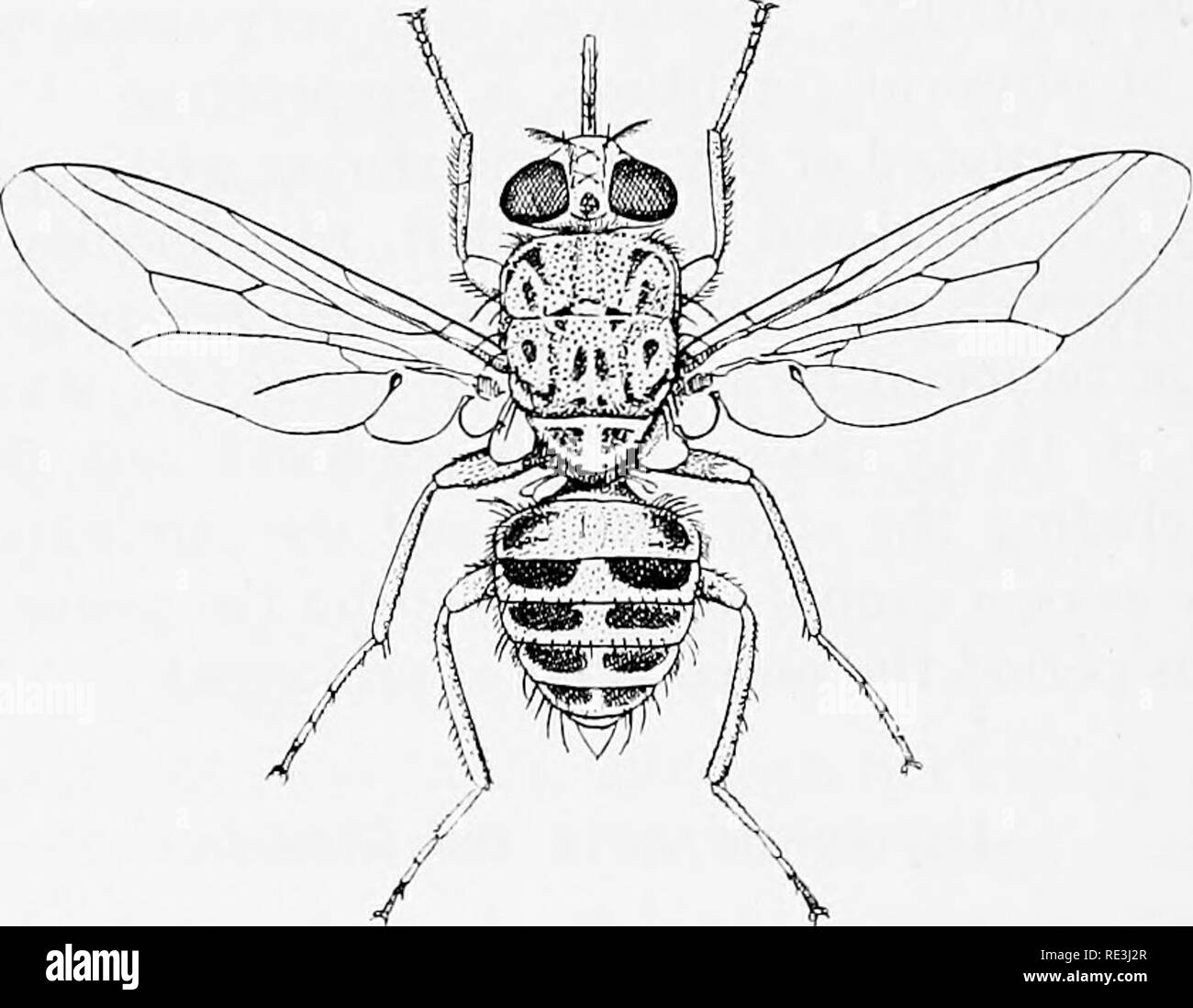 Glossina morsitans Black and White Stock Photos & Images - Alamy