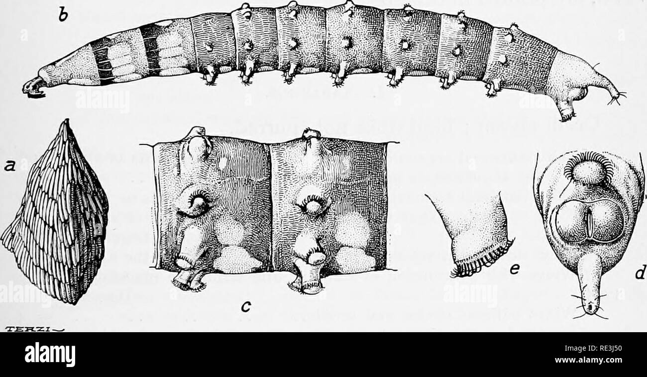 Life Cycle Of Species Black and White Stock Photos & Images - Alamy