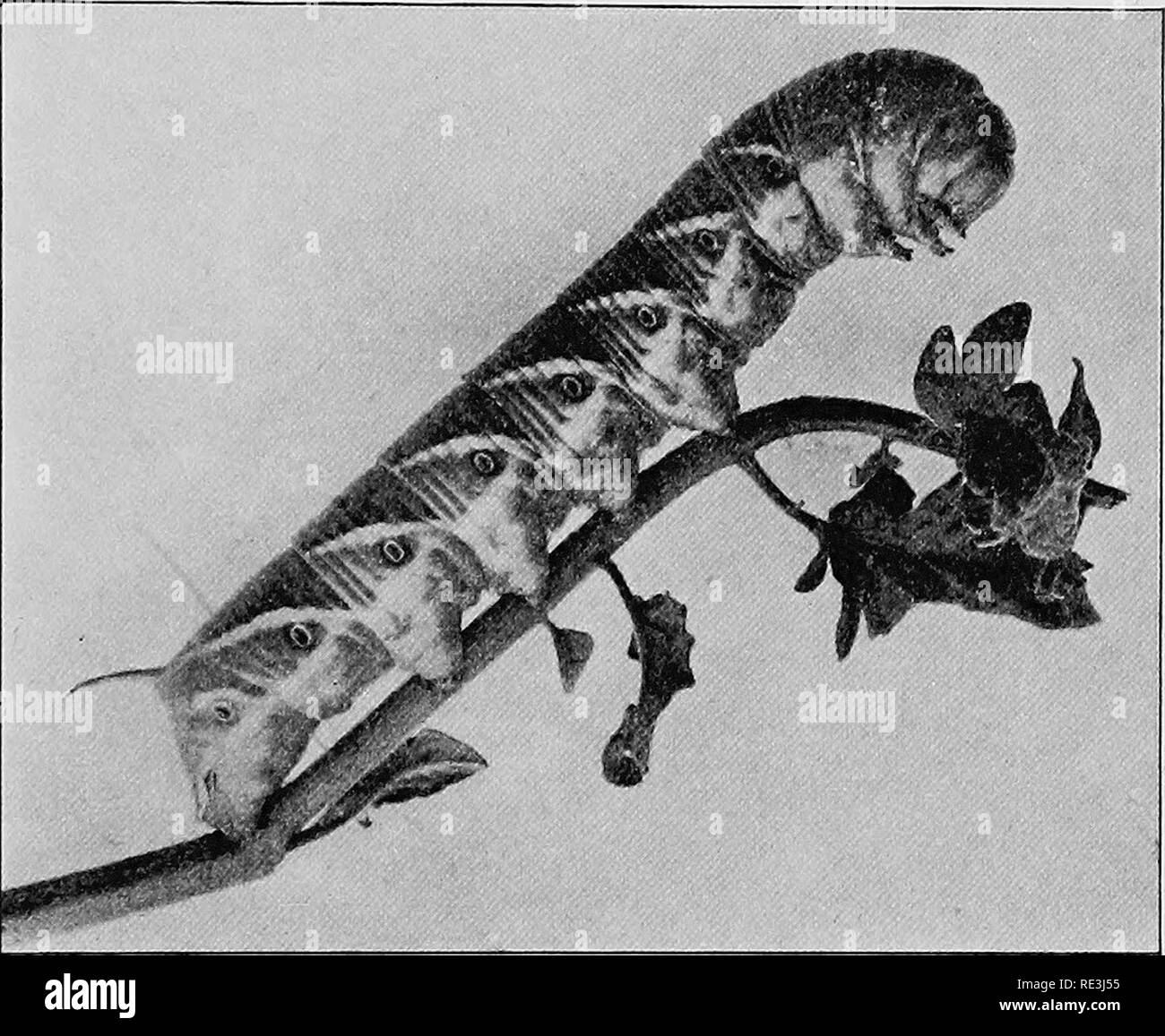 . Handbook of medical entomology. Insect pests; Insects as carriers of ...