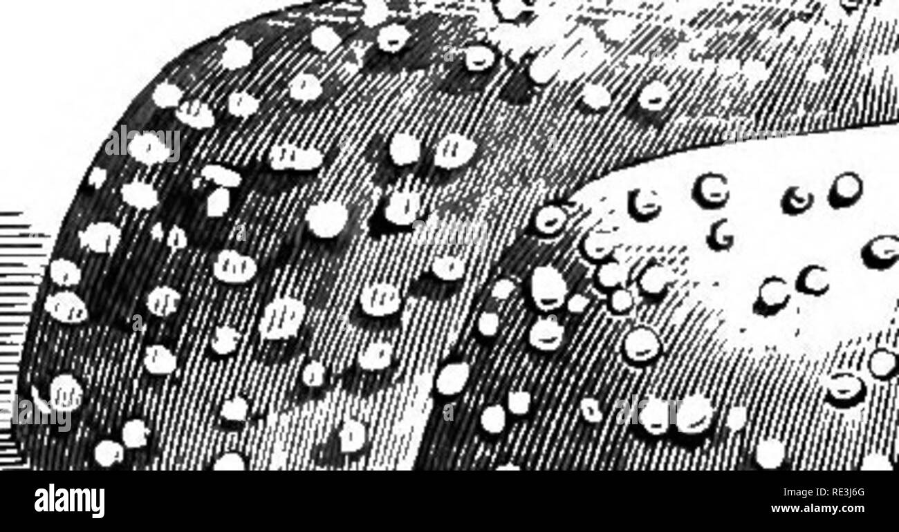 . Money in the garden : a vegetable manual, prepared with a view to ...