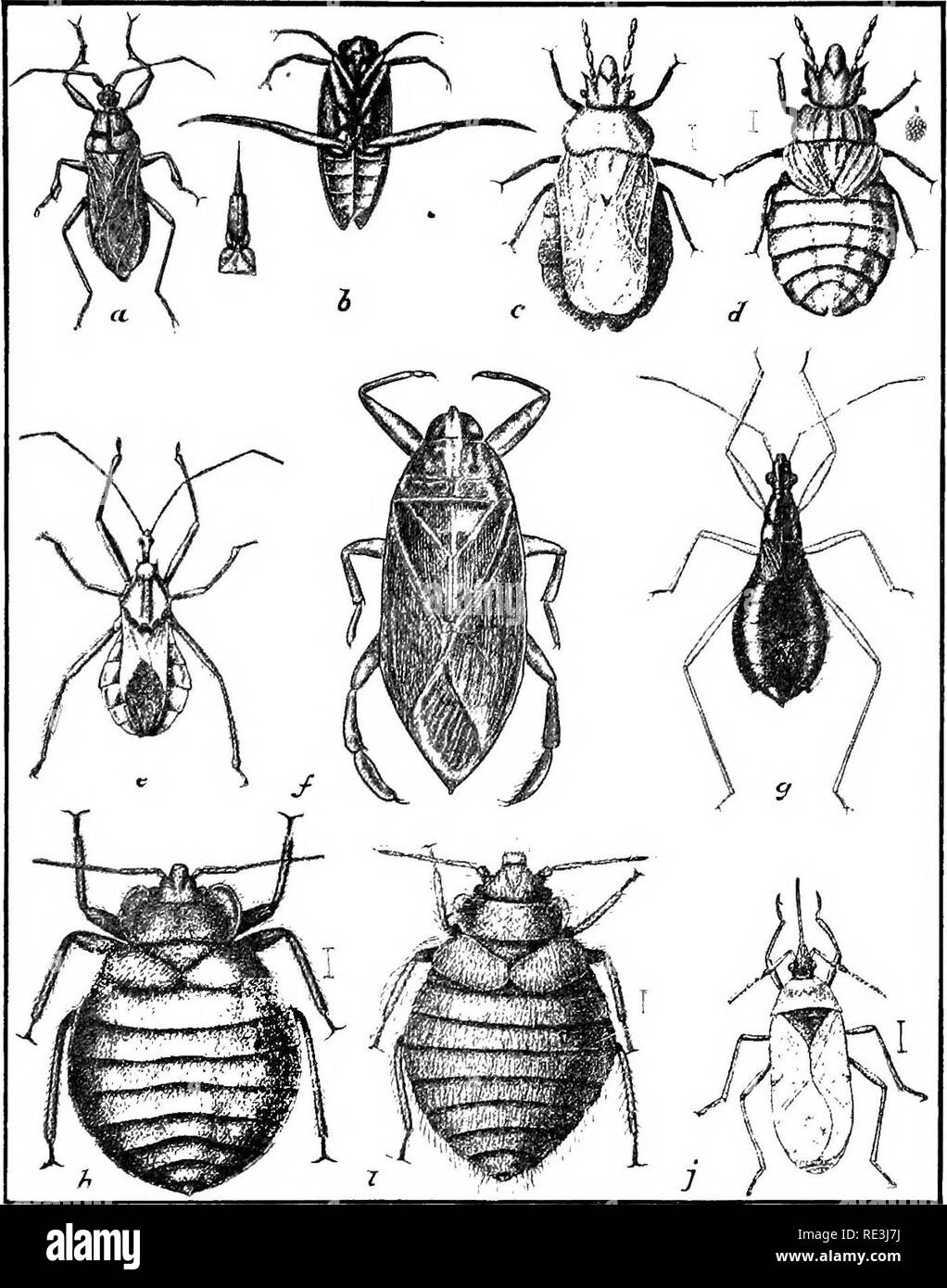. Handbook of medical entomology. Insect pests; Insects as carriers of ...