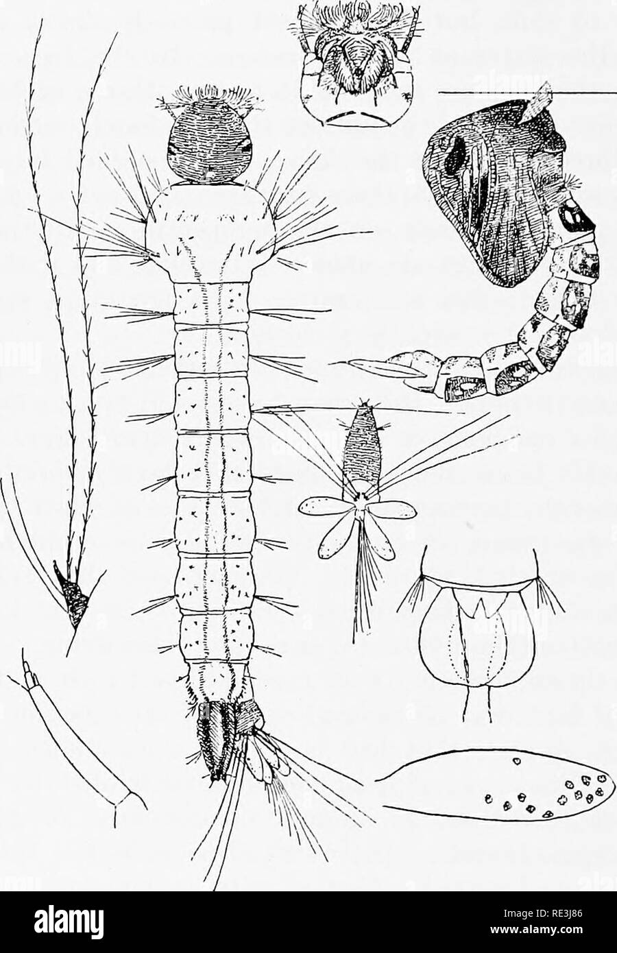 Diptera larva egg hi-res stock photography and images - Alamy