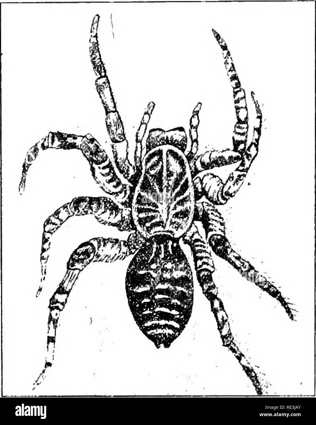 . Handbook of medical entomology. Insect pests; Insects as carriers of ...
