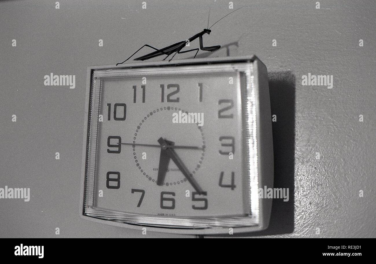 9-11-78 JIM ACTION-GULLIVAN - Praying mantis on a clock Stock Photo - Alamy