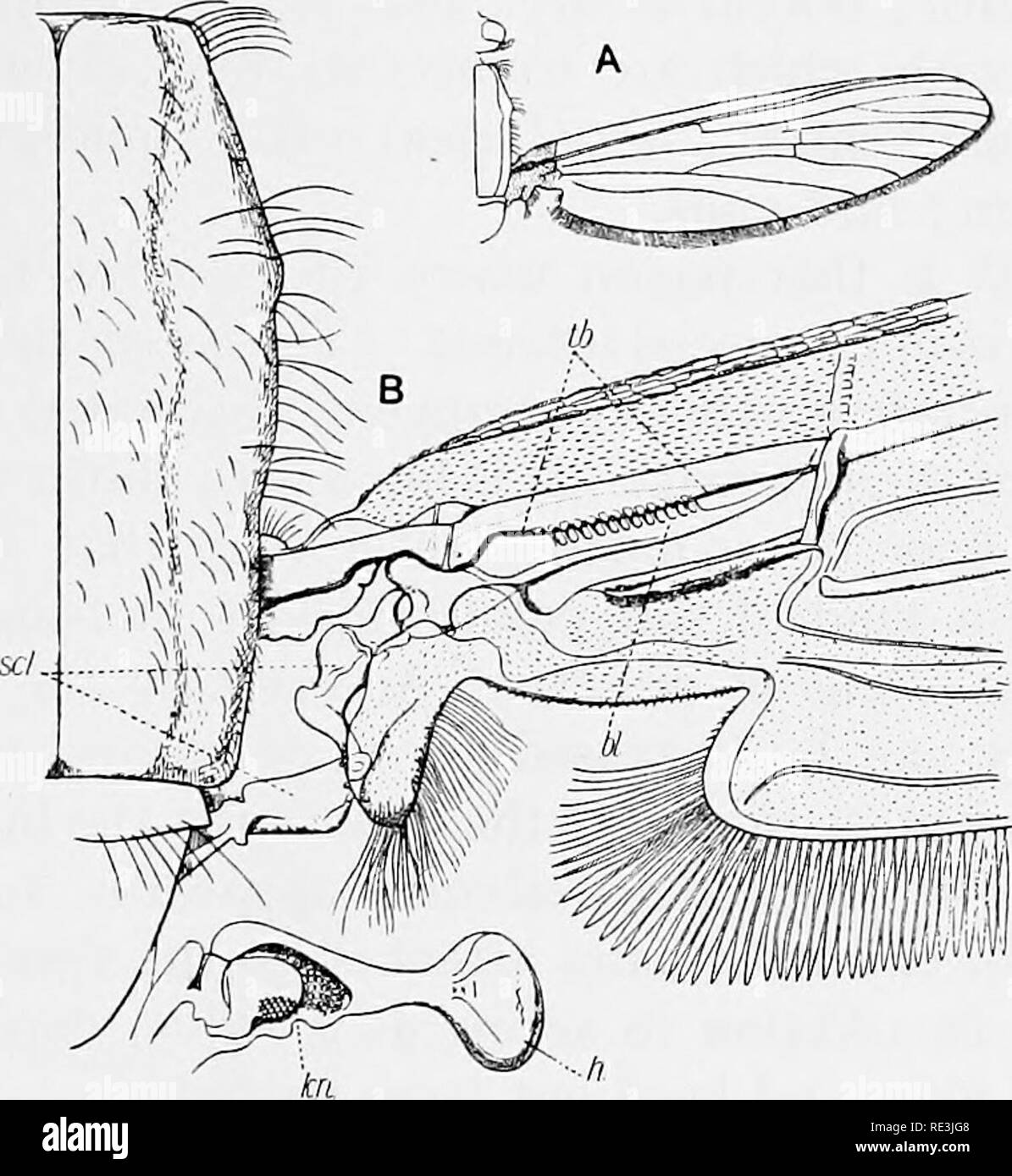 . Flies in relation to disease: bloodsucking flies. Flies; Flies as ...