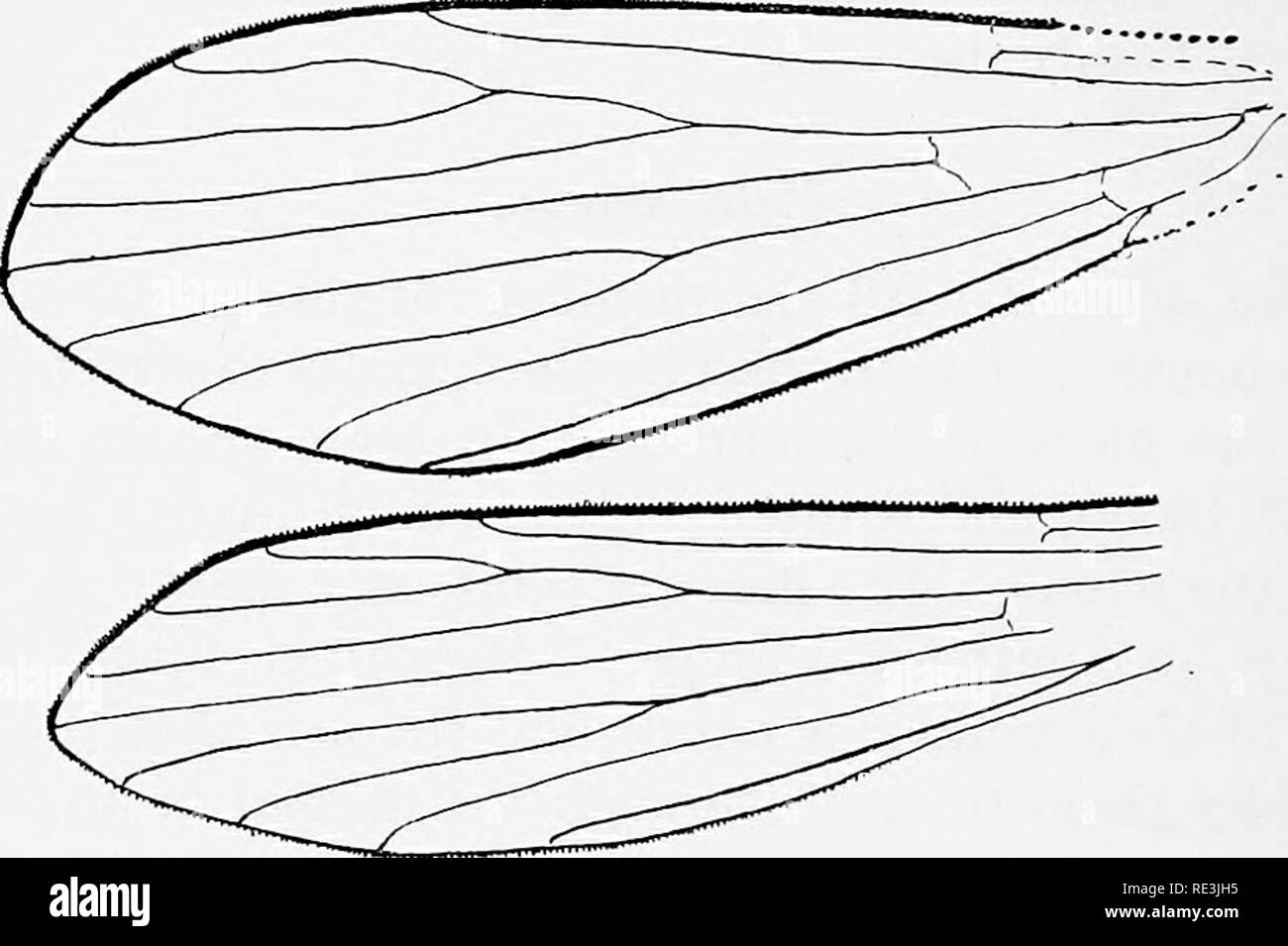 . Flies in relation to disease: bloodsucking flies. Flies; Flies as ...