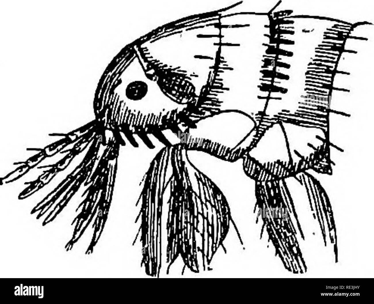 Charles rothschild hi-res stock photography and images - Alamy