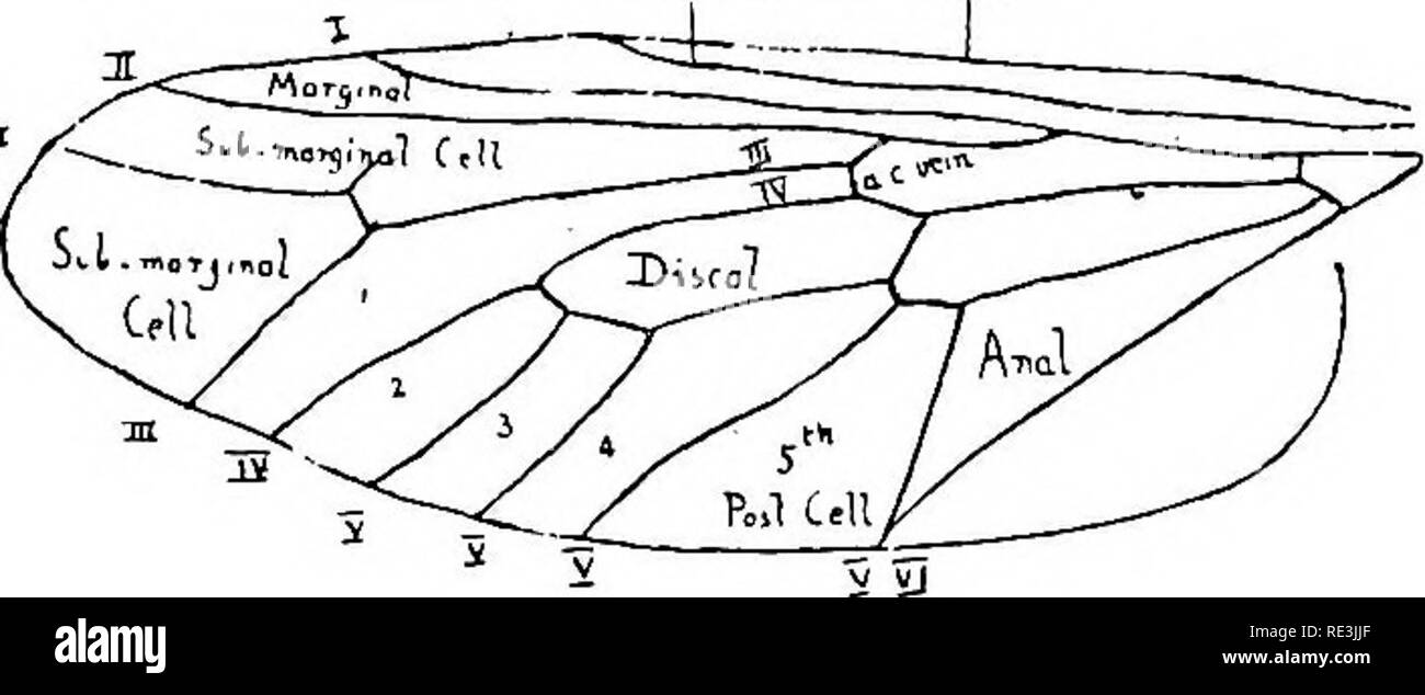 Genus chrysops hi-res stock photography and images - Alamy