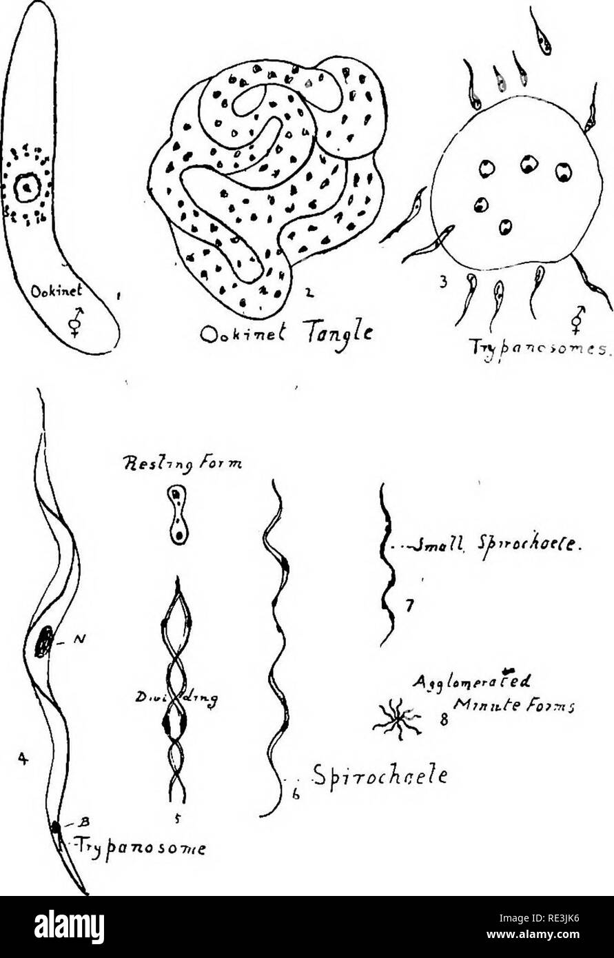 Spirochaetes High Resolution Stock Photography and Images - Alamy