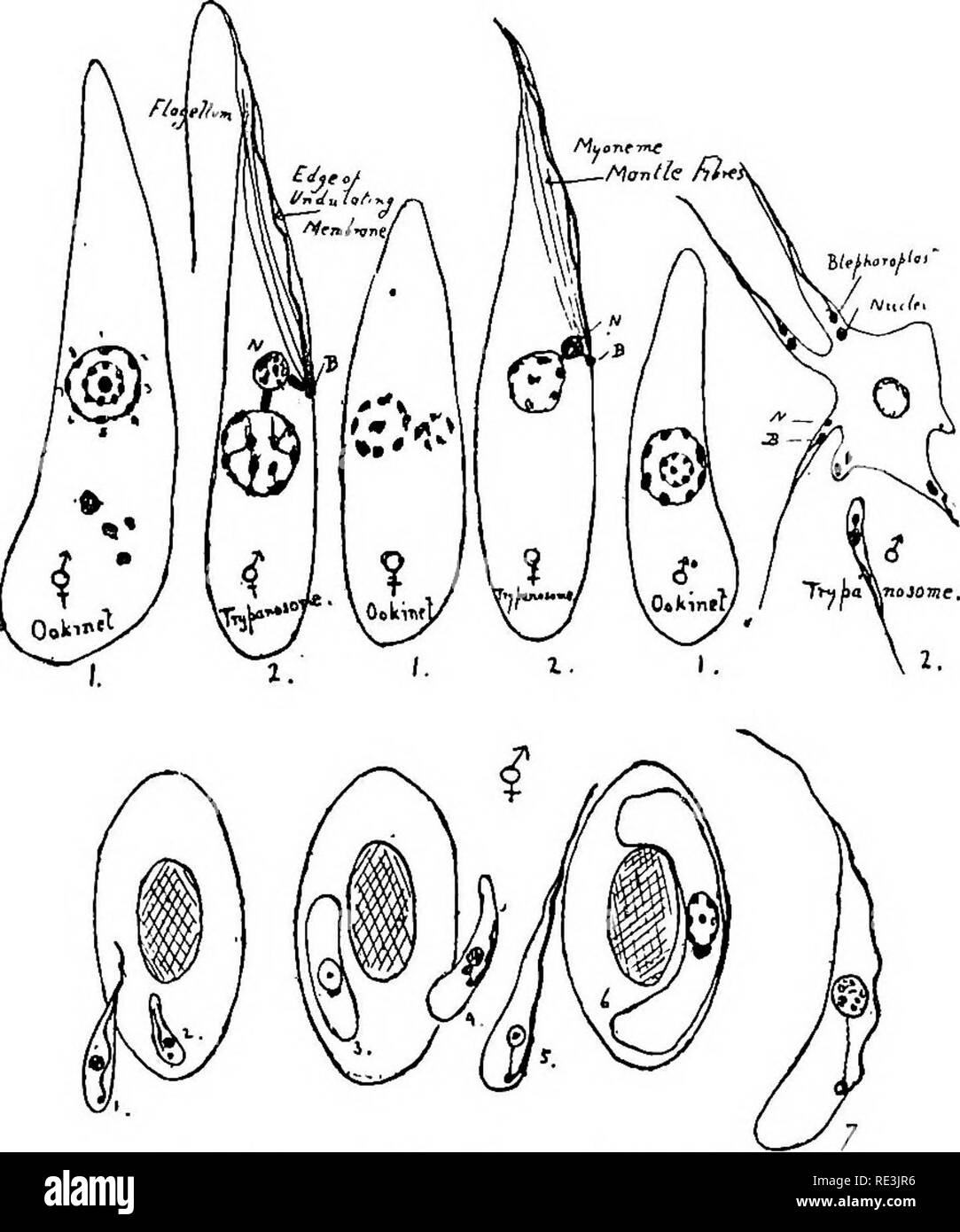 Trypanosoma Diagram