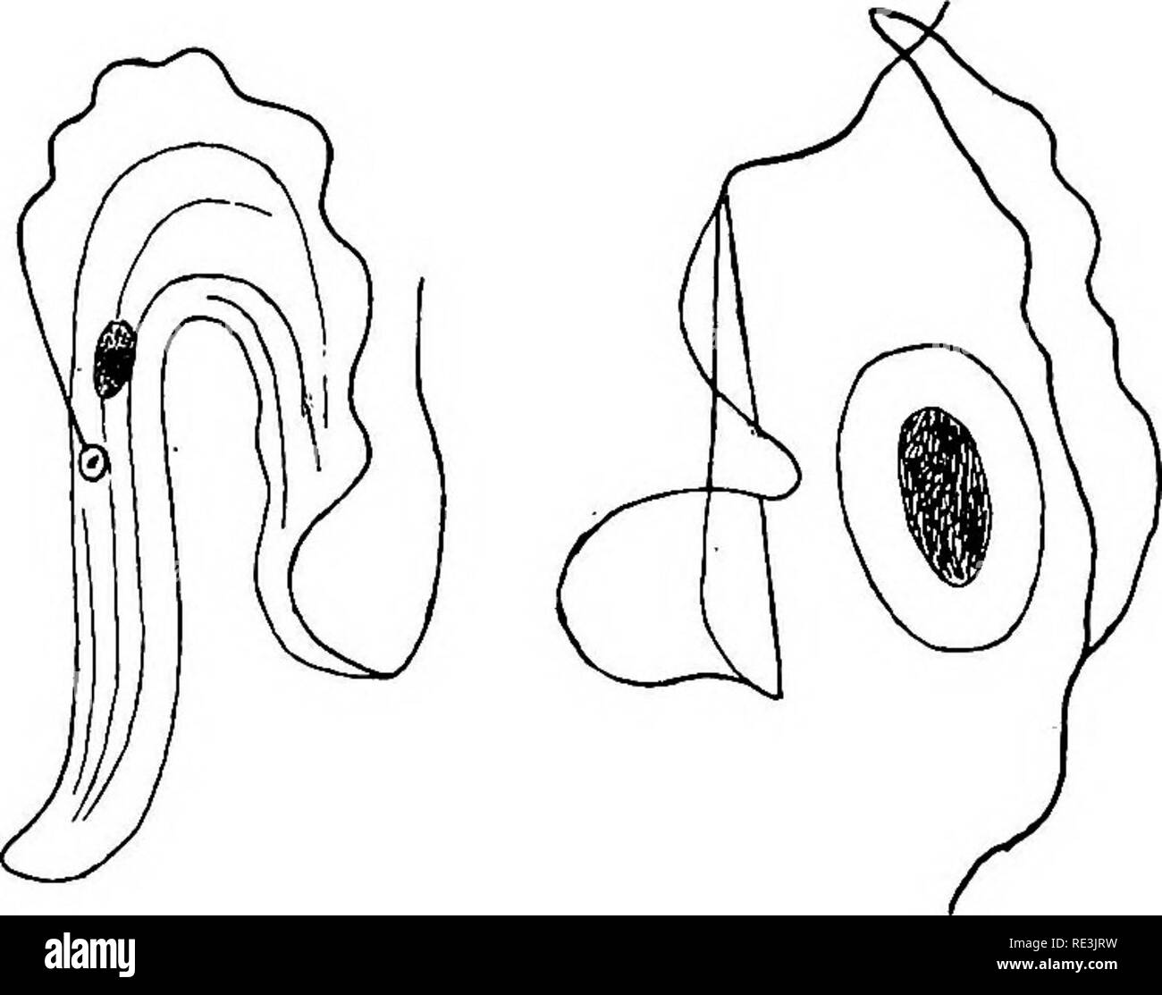 Parasites in fish Black and White Stock Photos & Images - Alamy