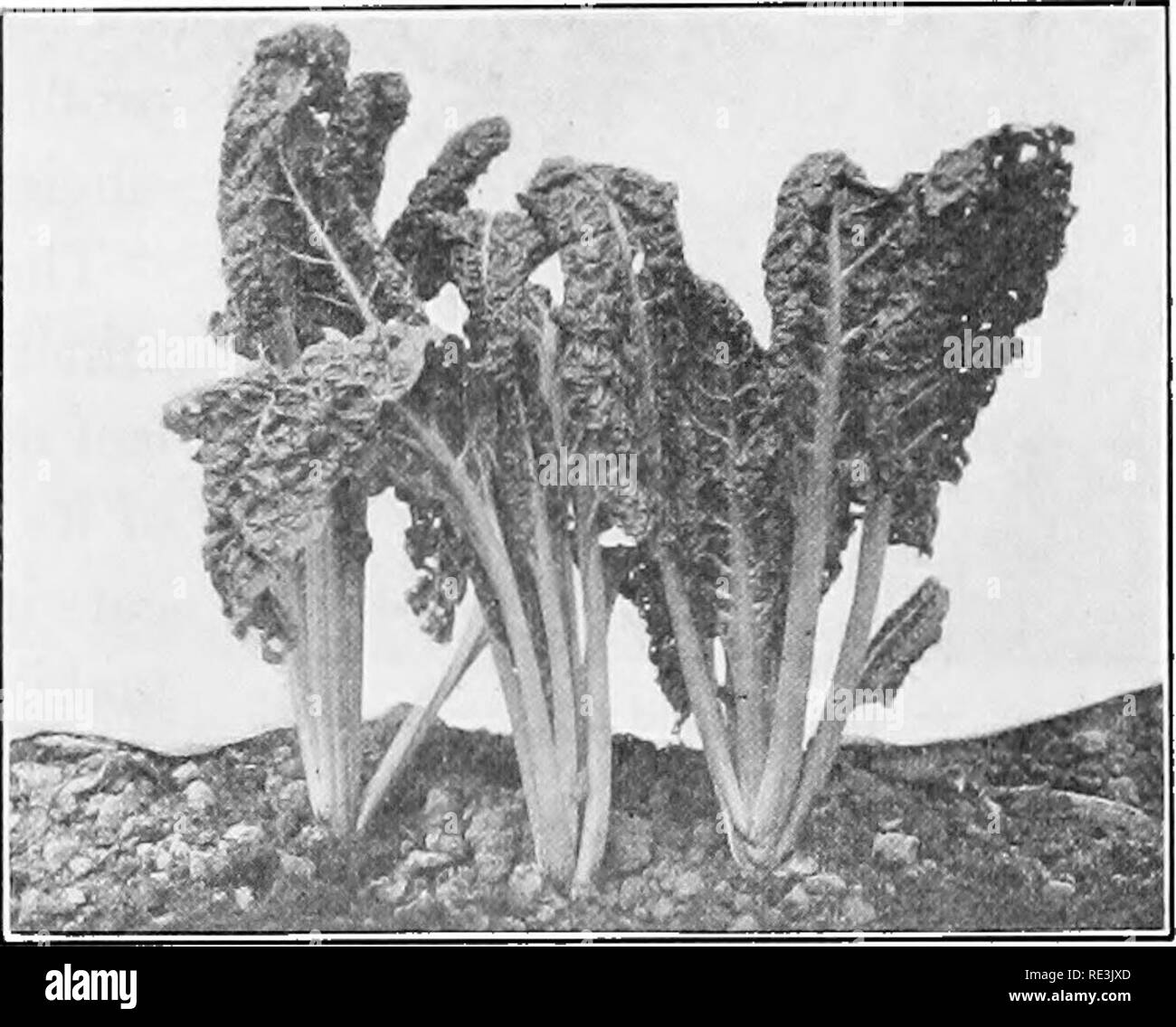 . Vegetable growing projects. Vegetable gardening; Project method in ...